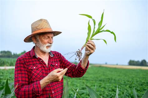 premium photo experienced farmer analyzing crops and inspecting corn root
