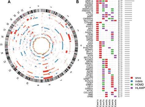 Overview Of Somatic Genomic Architecture And Mutational Pattern Across Download Scientific