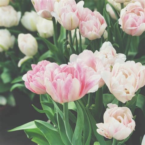 Stream Happy By Yojo Summer Listen Online For Free On Soundcloud