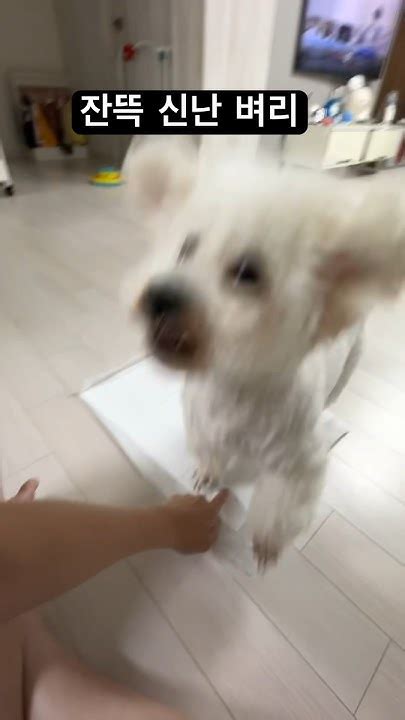 잔뜩 신난 강아지 Youtube