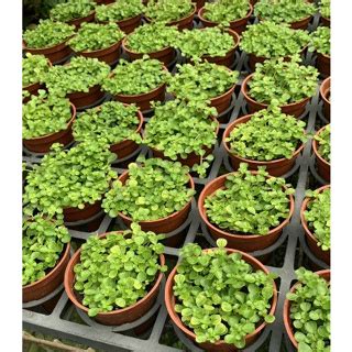 一禪種苗園 宛如斷線珍珠般滴落 綠化植物 3吋盆 葉片翠嫩嬌小 有平安幸福之寓意 清新溫潤 陽台綠化 蝦皮購物