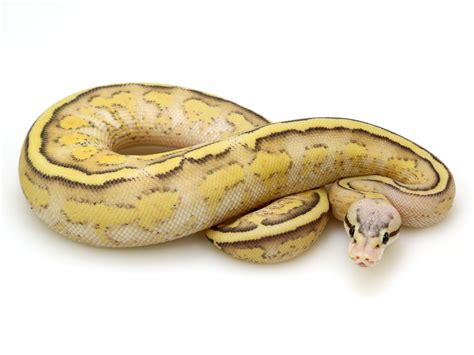 Orange Ghost Markus Jayne Ball Pythons