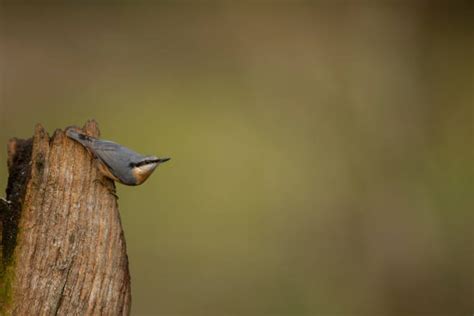 100개 이상의 European Nuthatch 스톡 사진 그림 및 Royalty Free 이미지 Istock
