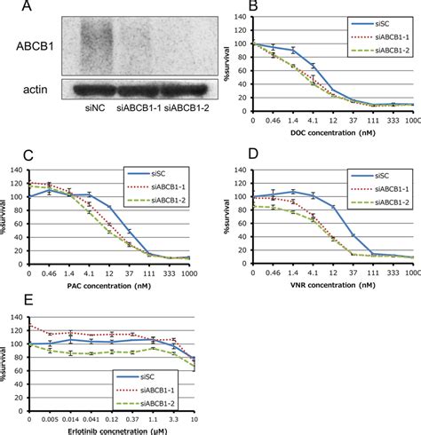 Effect Of Sirna Mediated Knockdown For Abcb1 In Hcc4006er Cells A