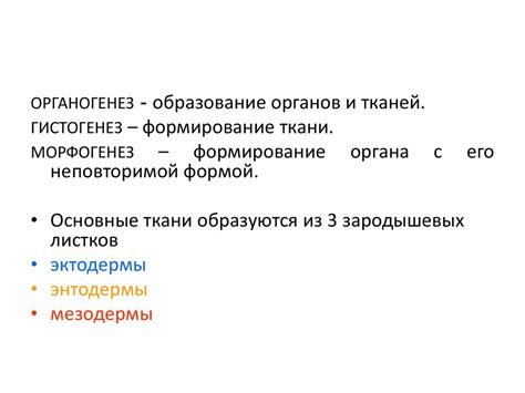 Дифференцировка зародышевых листов Гистогенез Органогенез