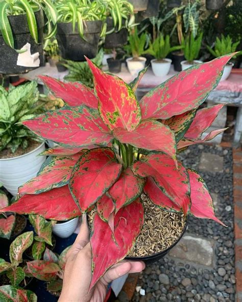 Aglaonema Ruby Garuda Free Phytosantary Dhl Express Good Condition Etsy