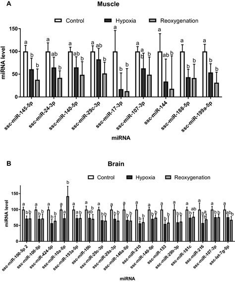 Effect Of The H R Stress On Mirna Expression In The Isolated Skeletal
