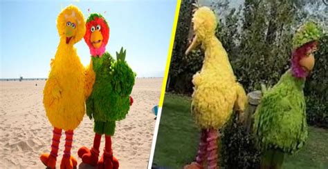 El Misterio Se Ha Resuelto Esta Es La Relación Entre Big Bird Y