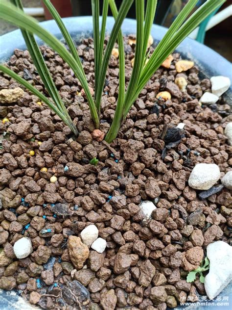 凤羽夏芽出土 蕙兰篇 兰花交易网论坛