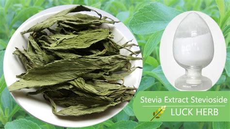 Bulk Natural Mogrosides Sweetener Supplier Luckherb