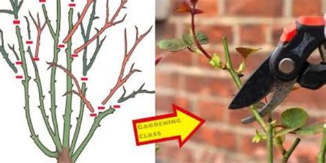 The Ultimate Guide To Pruning Rose Bushes When Why And How For