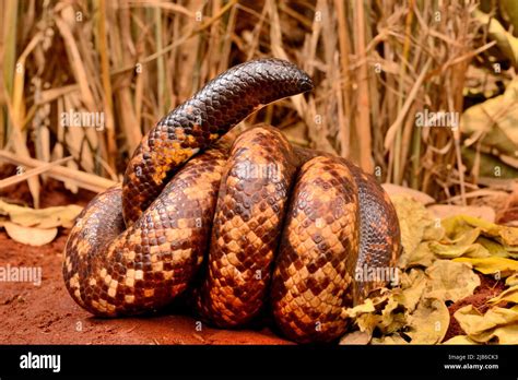 Calabar Ground Python African Burrowing Python Calabaria Reinhardtii