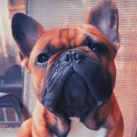Amanda Irvine Jadasminetjfrenchbulldogz On Threads