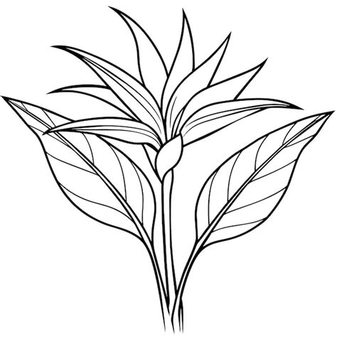 Premium Vector Bird Of Paradise Flower Plant Outline Illustration