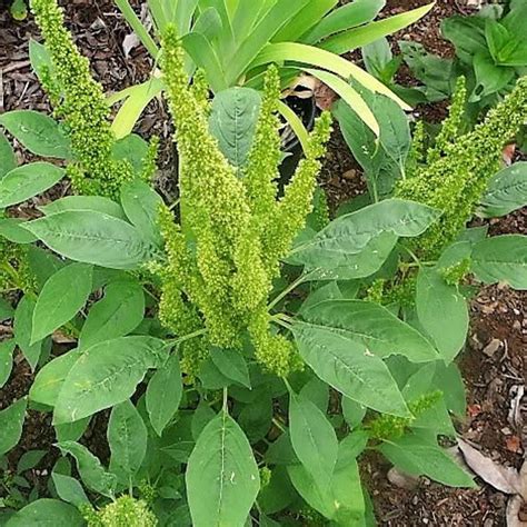 Amaranth Green Thumb Buy Online At Seeds Of Plenty Seeds Of Plenty