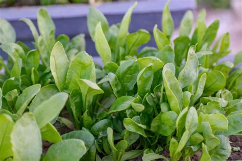11 Best Peppers To Grow In Containers The Leafy Haven