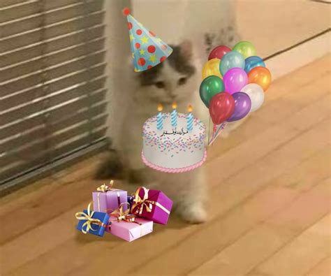 Happy Birthday Cat Meme 猫の誕生日 誕生日のお願いごと