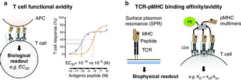 1 Definition And Assessment Of T Cell Functional Avidity And Tcr Pmhc