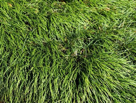 What Happens If You Dont Cut Back Ornamental Grasses