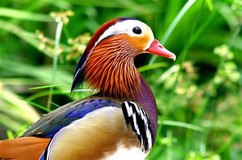 Most Colorful Bird In The World Flying 30 Beautiful Birds You Might