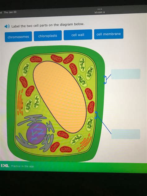 43 Label Chloroplast Diagram