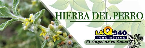 Hierba Del Perro