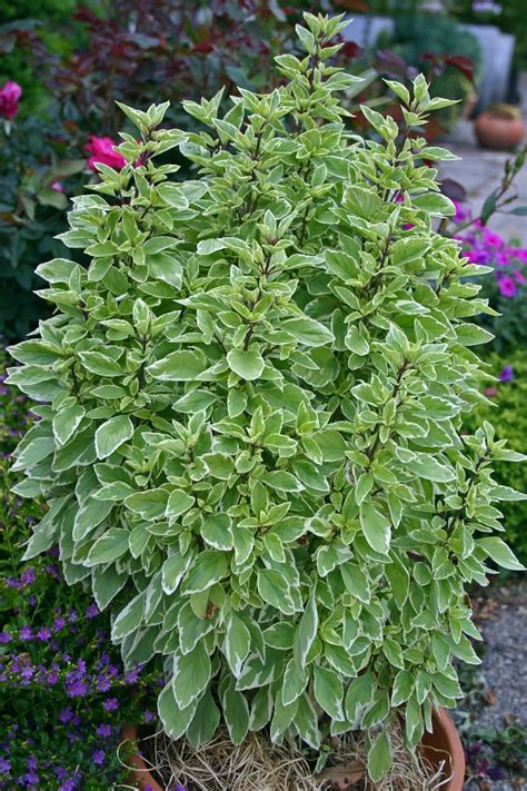 Ocimum Pesto Perpetuo Basil Kings Garden Center