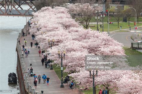 사람들이 벚꽃 나무 꽃으로 해안가 자전거 트레일 따라 산책 4월에 대한 스톡 사진 및 기타 이미지 4월 건강한 생활방식 걷기 Istock
