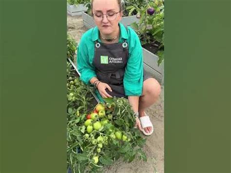 Томат Комбат #сад #огород #дача #семенаалтая - YouTube