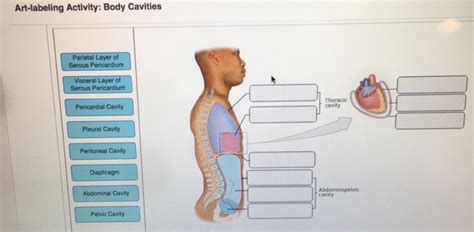 Solved Art Labeling Activity Body Cavities Parietal Layer