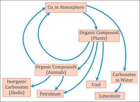 Carbon Cycle Nitrogen Cycle Phosphorus And Sulphur Cycle Pmf Ias