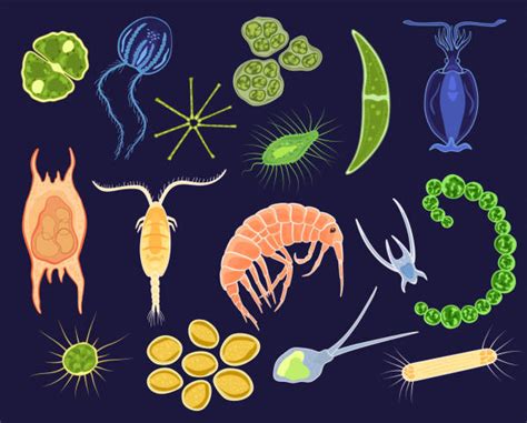 Best Copepod Illustrations Royalty Free Vector Graphics And Clip Art