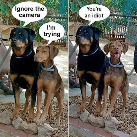 38 Hilarious Memes Cant Stop Laughing Funzumo