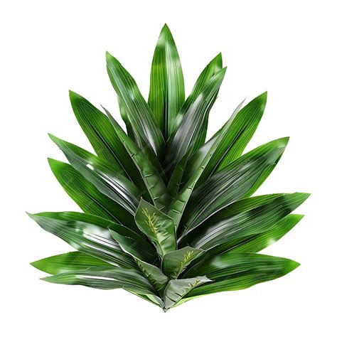 Premium Photo Isolated Pineapple Leaf With Spiky Leaf Shape And Dark