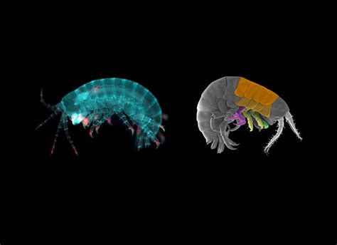 Averof Lab Tracking Cell Lineages In 3d By Incremental Deep Learning