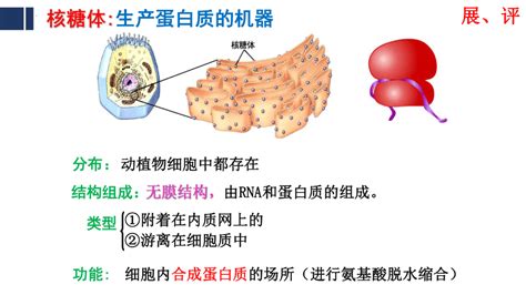 3 2细胞器之间的分工合作第1课时课件 共22张ppt 2023 2024学年高一上学期生物人教版必修1 21世纪教育网