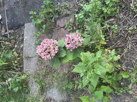 Tcl Flip 3 Review I Used This Retro Style Flip Phone For A Week Like Its 1999 Mashable