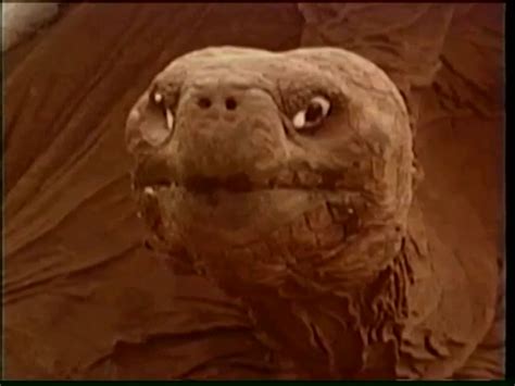 Predators Of The Wild Volume 3 Killer Whale 1992 1993 Vhs Warner