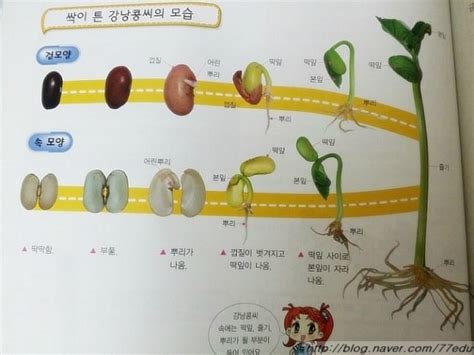 초4 과학 수행평가 강낭콩 키우기 네이버 블로그