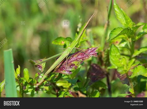 Common Stick Image And Photo Free Trial Bigstock