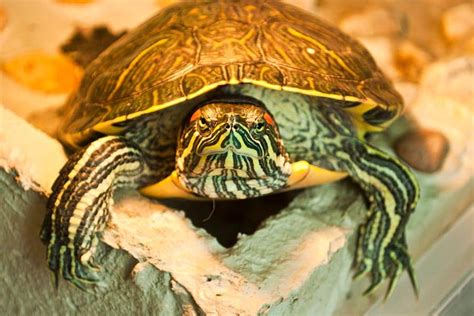 Red Eared Slider Lifespan And How To Extend It