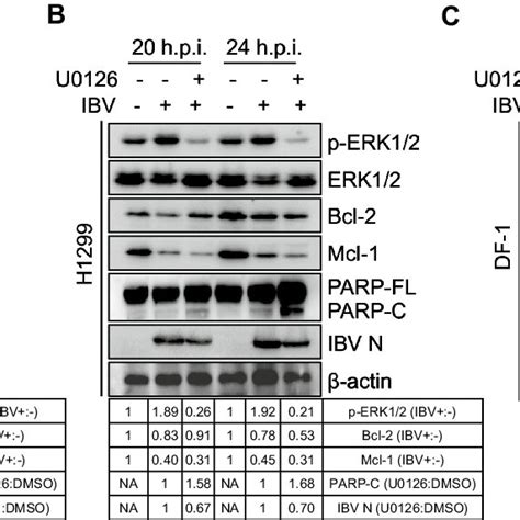 Pharmacological Suppression Of Mek12 Attenuates Erk12 Signaling