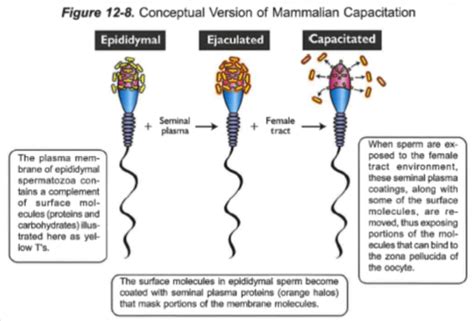Exam 3 Fertilization And Oocyte Activation Flashcards Quizlet