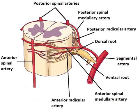 Anterior Spinal Artery Anterior Spinal Artery Contributions From