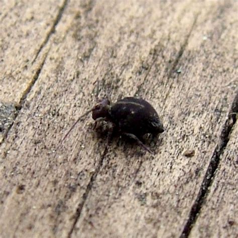 Black Globular Springtail Bugguidenet