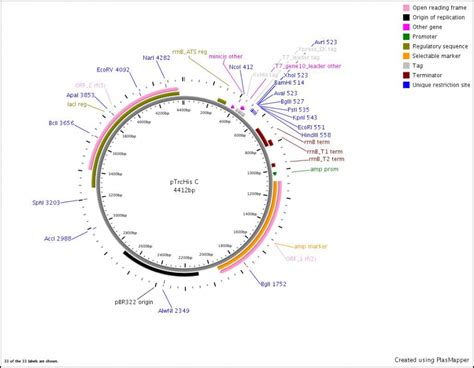 Ptrchis C Image Made With Plasmapper