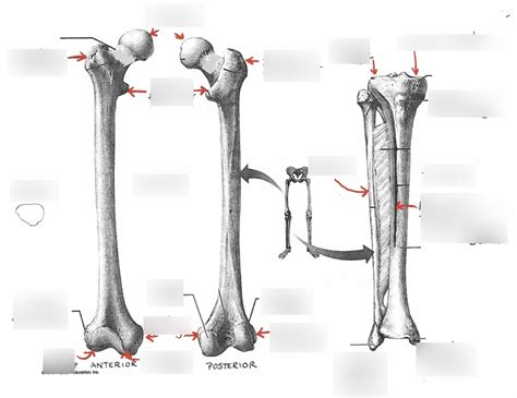 Lower Body Femur Fibula And Tibia Diagram Quizlet
