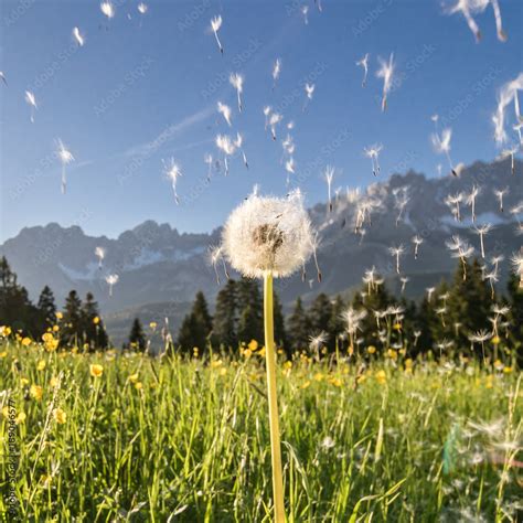 Die Samen Der Pusteblume Im Winde Verweht Stock Foto Adobe Stock