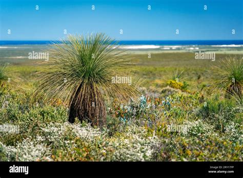 Xanthorrhoea Platyphylla Grass Tree Native Wildflower In Lesueur National Park Wa Australia