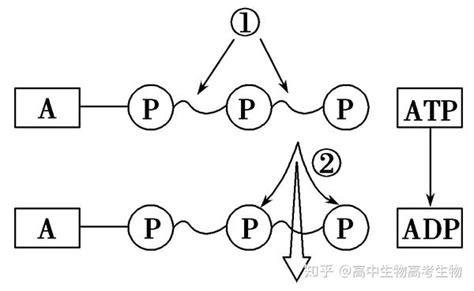 高中生物·atp的结构和功能 知乎